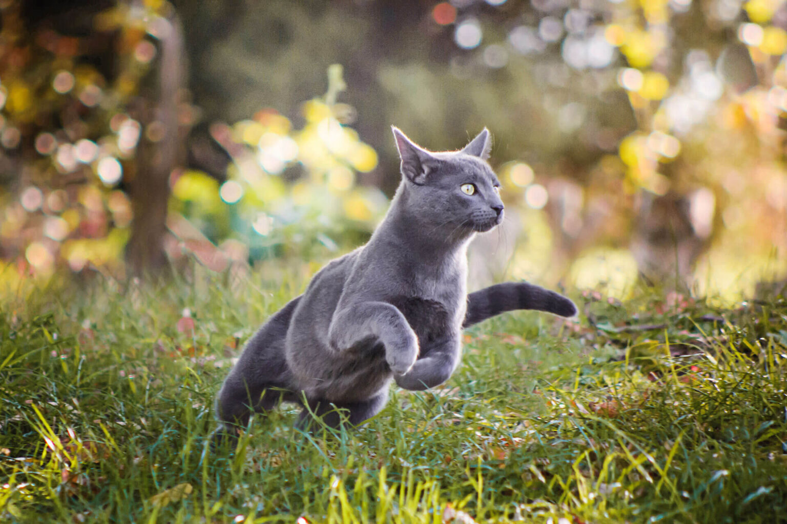 Cats Can Run Faster Than Usain Bolt - Cats of Cape Town