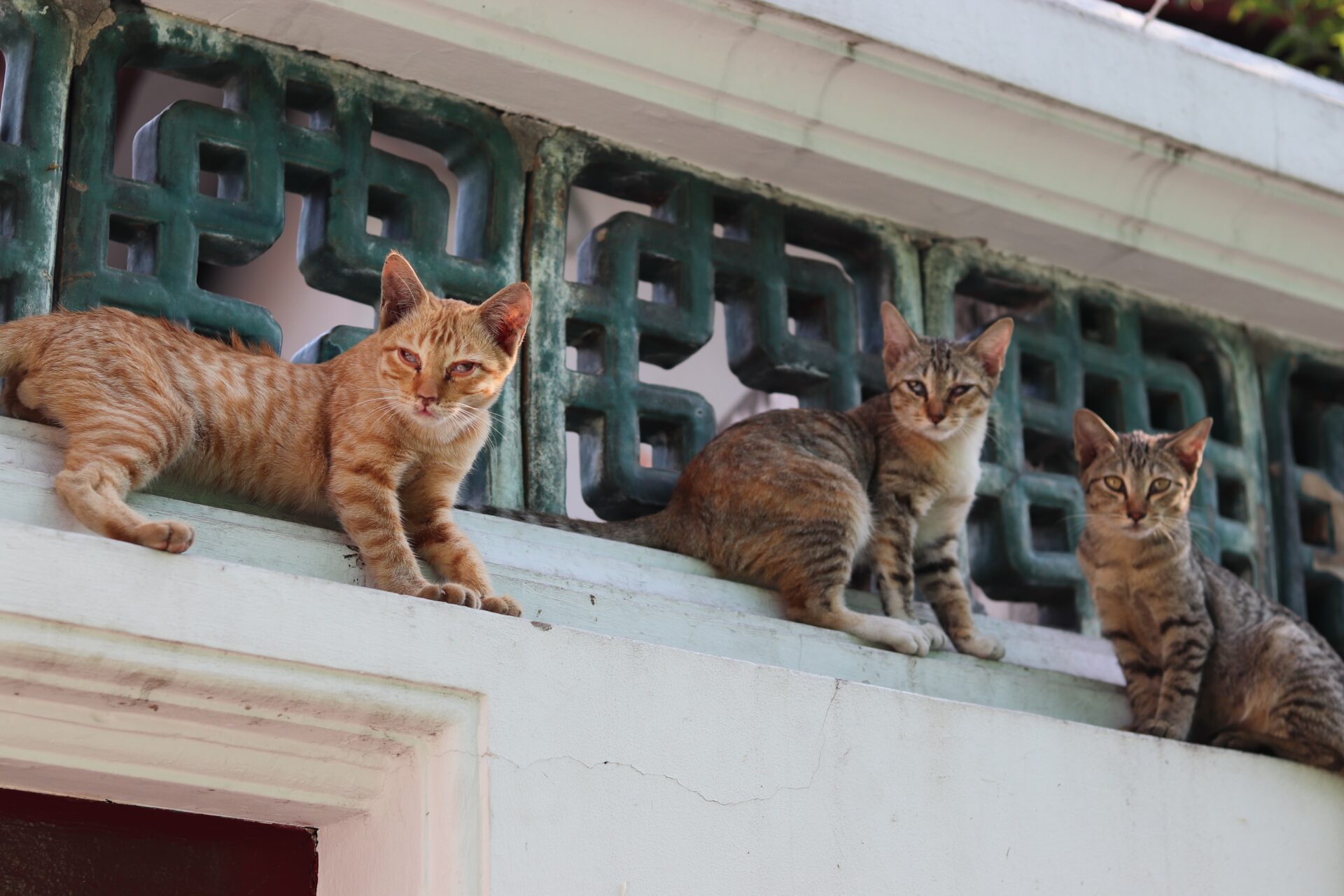 What is High-Rise Syndrome in cats? - Cats of Cape Town