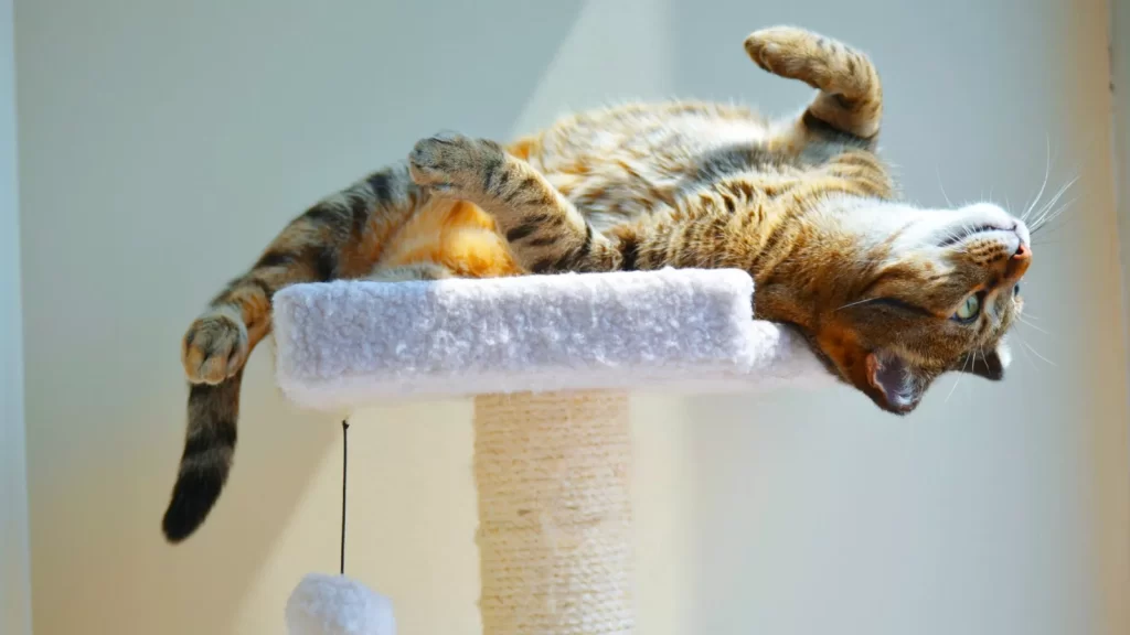 Summer Safety: The Best Sunscreen For The Cats Of Cape Town - Cats of ...