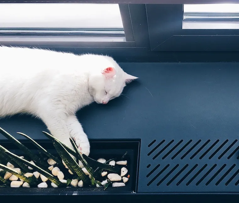Summer Safety: The Best Sunscreen For The Cats Of Cape Town - Cats of ...