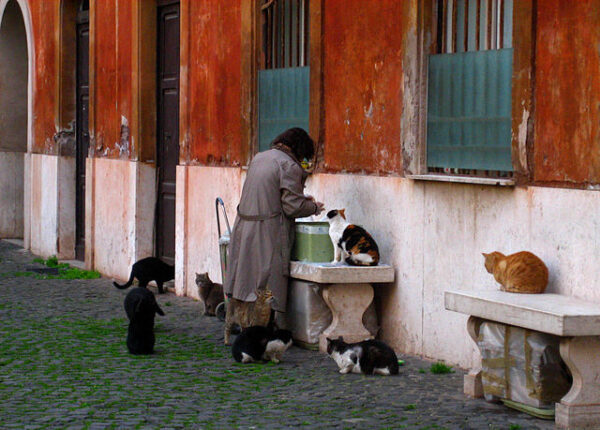 The 'Crazy Cat Lady' Stereotype Is a Myth, According to Research - Cats ...