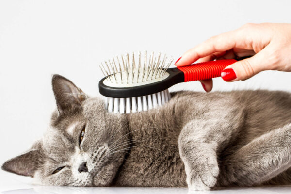 Hairball Awareness Day - Cats of Cape Town