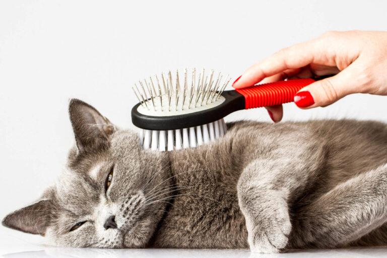 Hairball Awareness Day - Cats of Cape Town