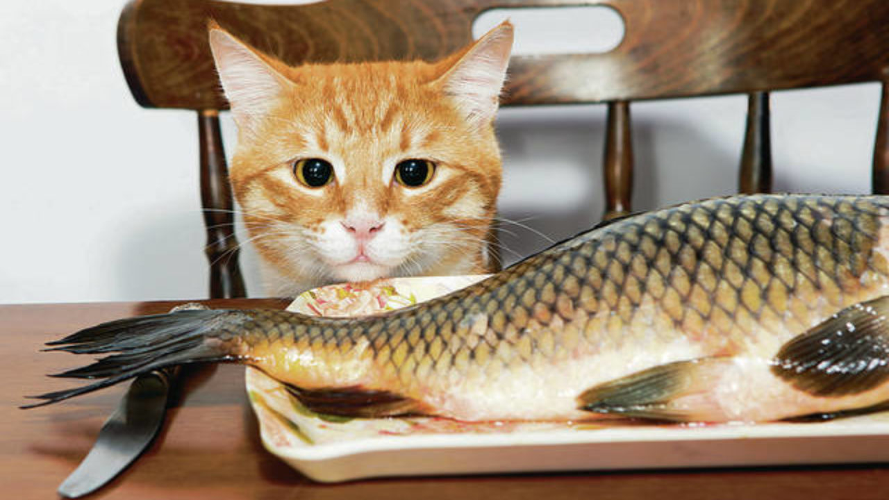 Human Foods That Are Safe For Cats To Eat