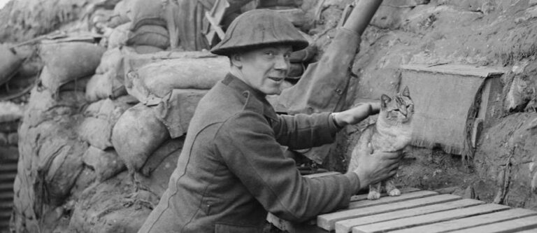 Remembering The Cats Of World War I - Cats of Cape Town