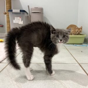 What Is Piloerection In Cats And What Causes It? - Cats of Cape Town