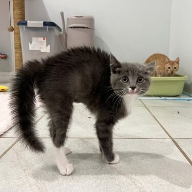 What Is Piloerection In Cats And What Causes It? - Cats of Cape Town