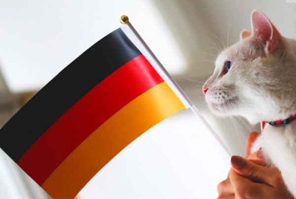 Top 5 Countries With The Highest Number Of Domestic Cats (2025) - Cats ...
