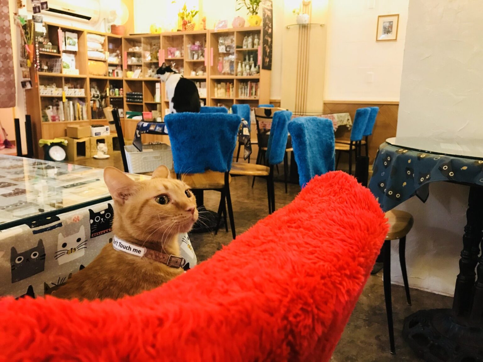 A Peek Inside The World's First Cat Café In Taipei, Taiwan - Cats of ...