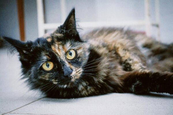 April 17th: A Day To Celebrate The Tortoiseshell Cats Of The World ...
