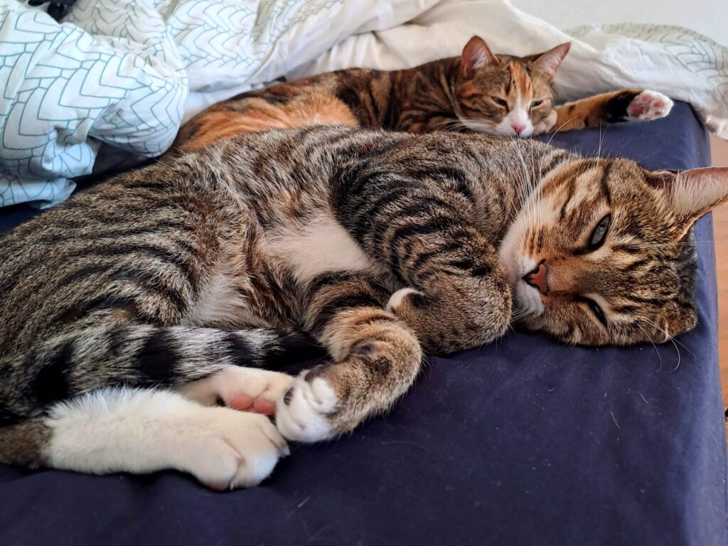 Study Shows Most Cats Fall Asleep On Their Left Side - Cats of Cape Town