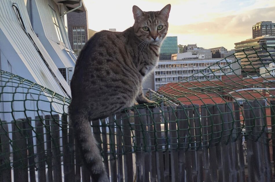 Who Invented The Cat Flap In A Door? - Cats of Cape Town