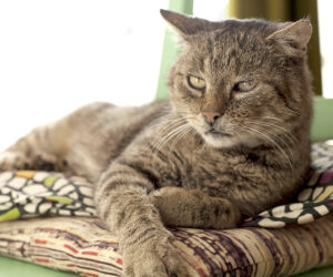 Cats Could Live to 30: Japanese Startup Seeks Approval for Breakthrough ...
